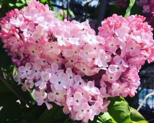 Rochester Lilac Run Is The Perfect Event To Experience Running